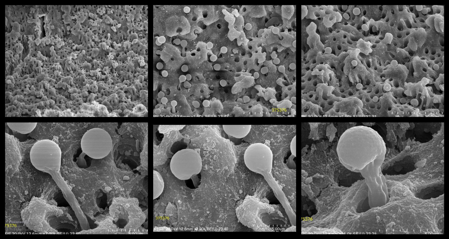 TDO University – Online Endodontic Education